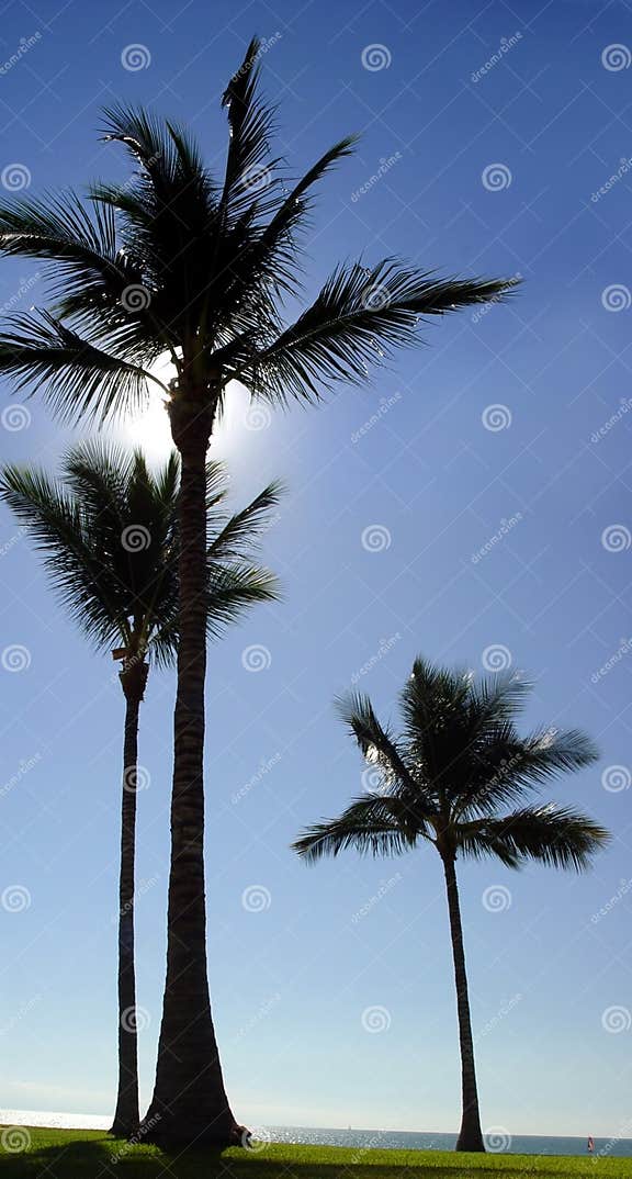 3 palm trees at the beach stock photo. Image of island, holiday - 45134