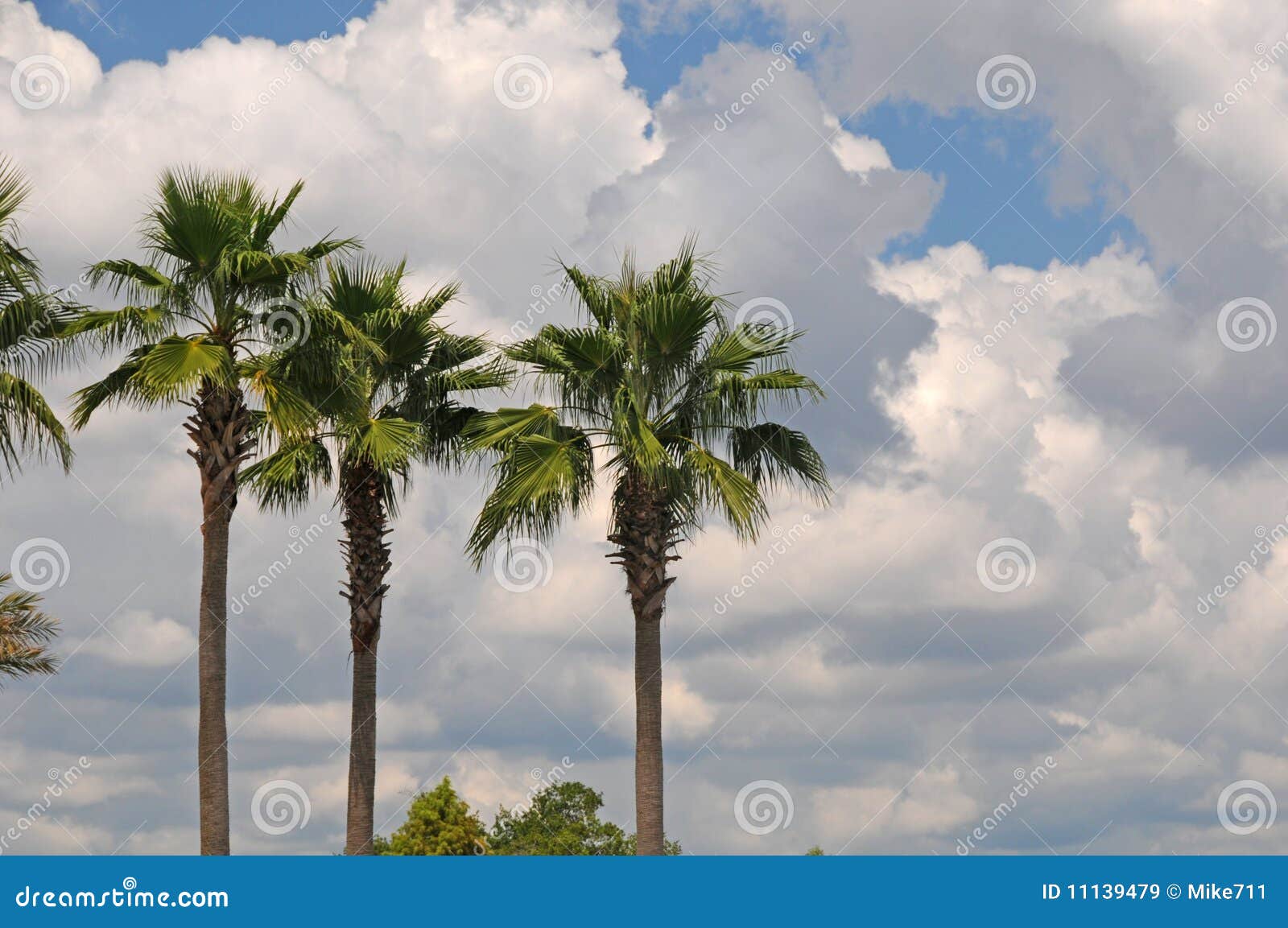 3 Palms stock image. Image of palm, outdoors, tropical - 11139479