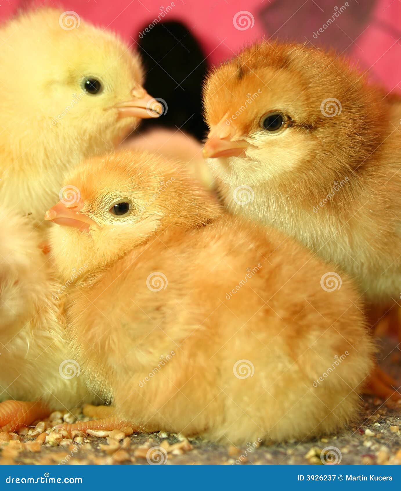 3 Piccoli Pulcini Belli Di Pasqua Immagine Stock - Immagine di inizio ...
