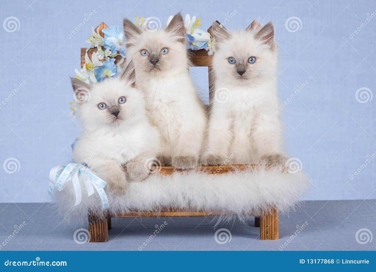 3 Ragdoll Kittens on Mini Bench Stock Photo - Image of eyes, bench ...