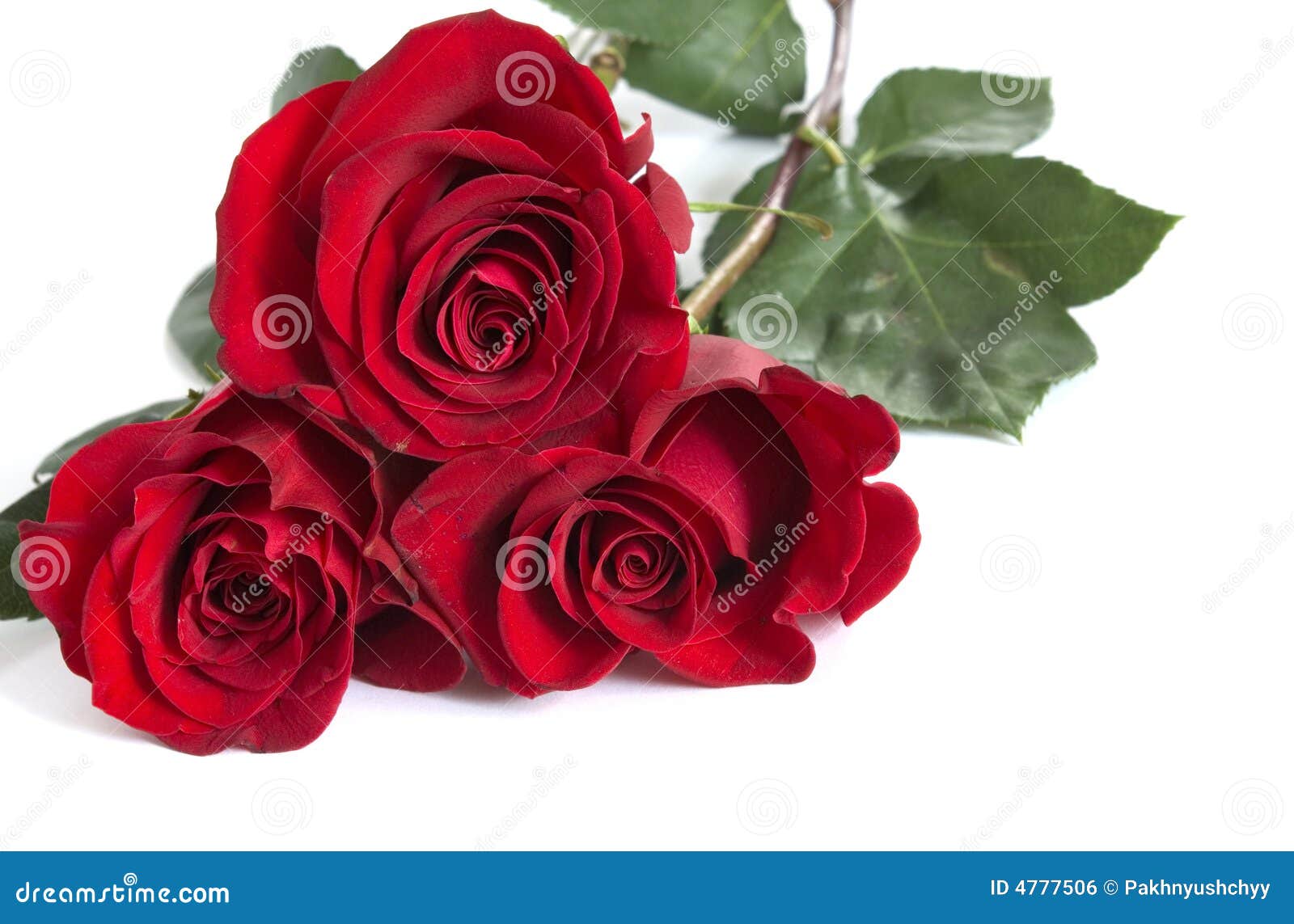 3 rozen stock foto. Image of kleur, naughty, sluit, bloem - 4777506