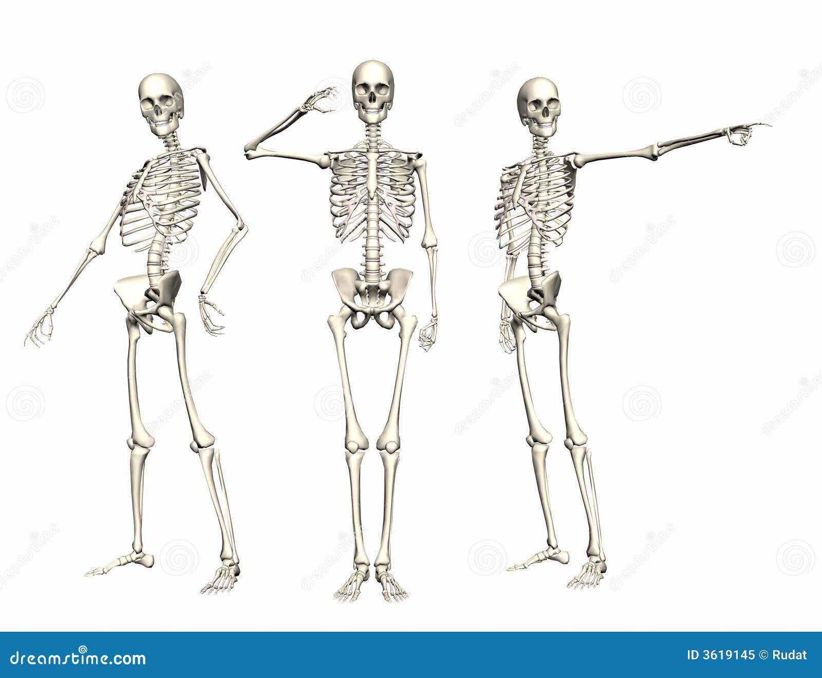 3 Scheletri Immagine. Immagine: 3619145