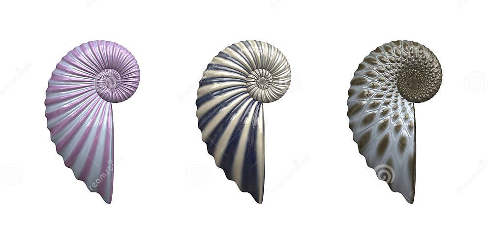 3 sea shell stock illustration. Illustration of curve - 11954132