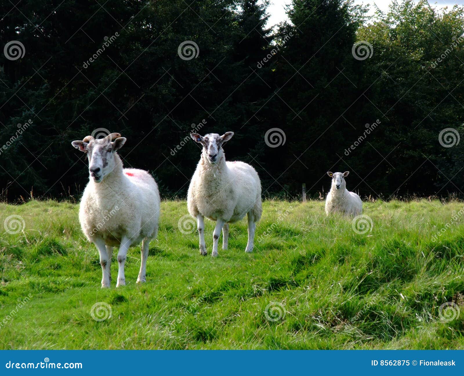 3 Sheep stock image. Image of wool, sheep, expression - 8562875