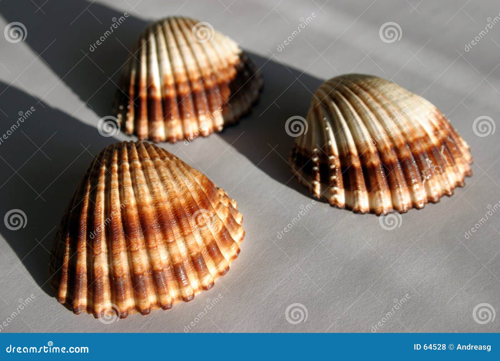 3 shells stock foto. Image of schalen, room, overzees, bruin - 64528