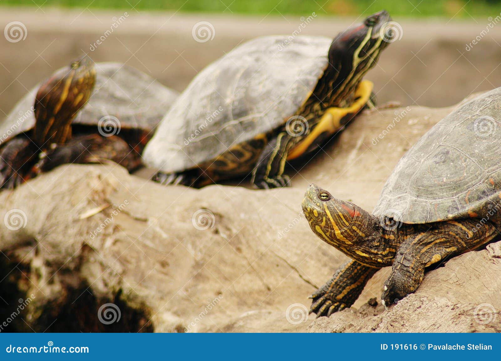 3 turtles stock photo. Image of water, teamwork, together - 191616