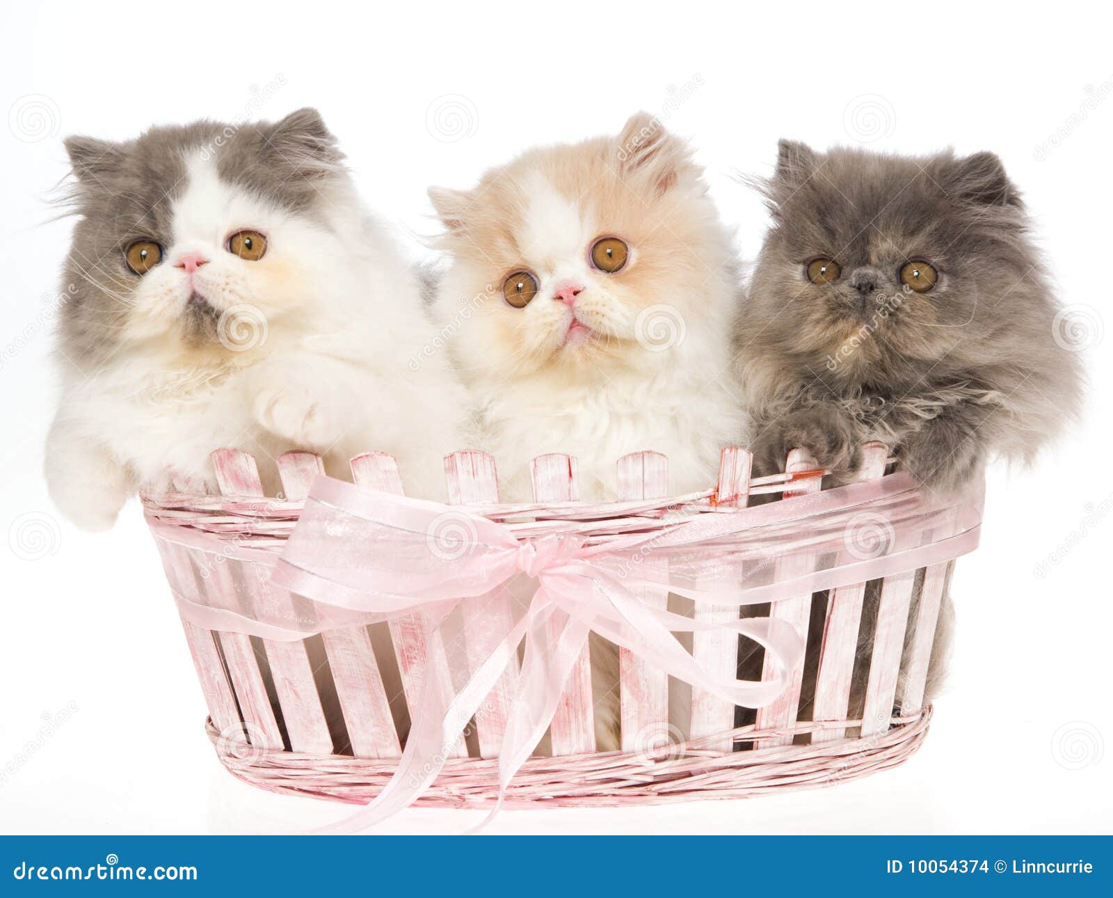 Super Cute Persian Cats