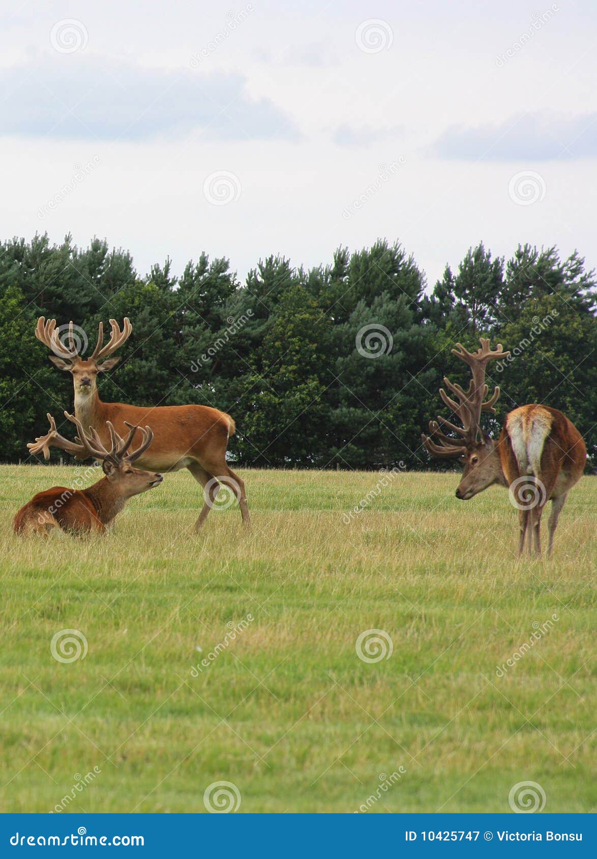 3 wild stags stock image. Image of wild, stag, animals - 10425747