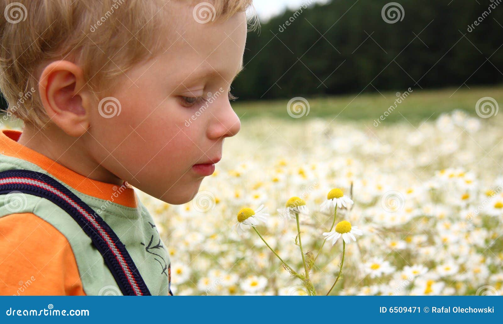 3 years boy smelling daisy stock image. Image of summer - 6509471