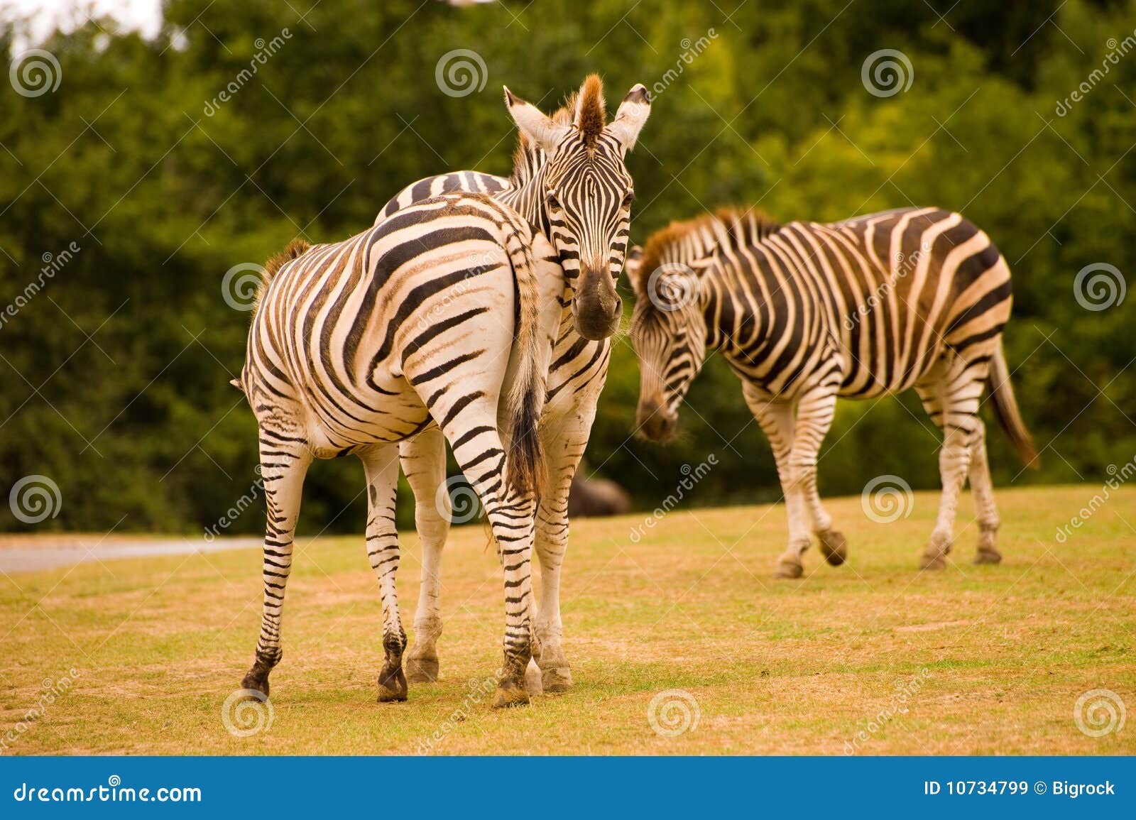 3 zebras stock image. Image of lines, graceful, mammal - 10734799