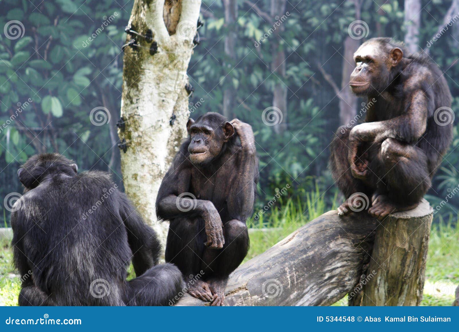 3 Zoo-Schimpansen stockfoto. Bild von gebohrt, blick, sitzung - 5344548