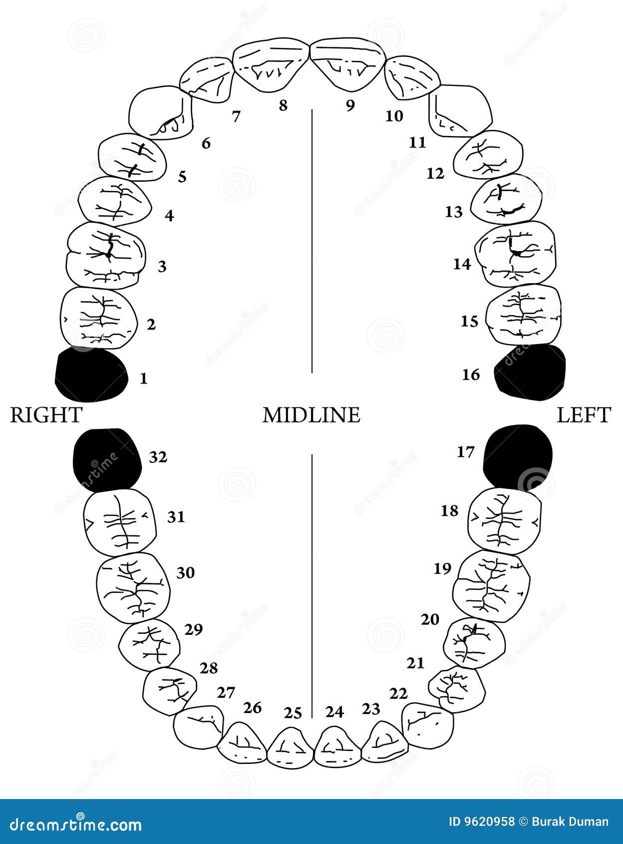 32 denti illustrazione di stock. Illustrazione di igiene - 9620958