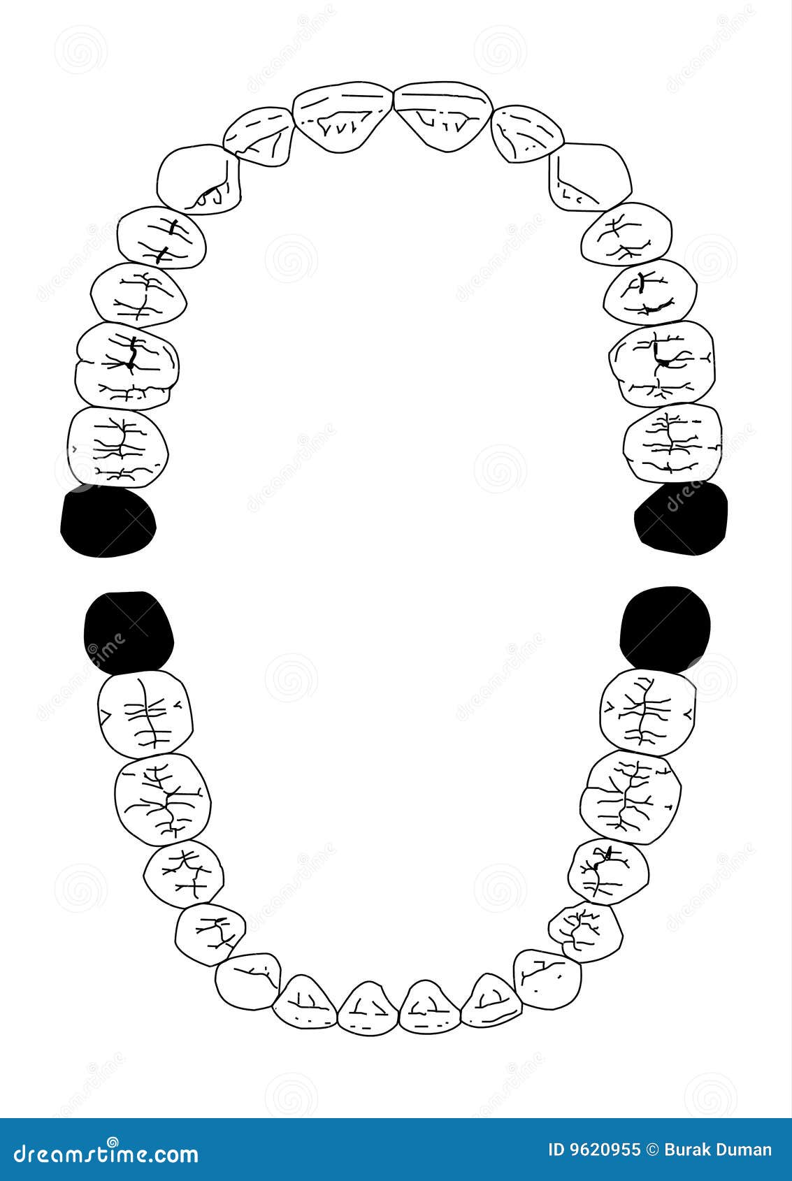 32 teeth stock illustration. Illustration of medical, teeth - 9620955