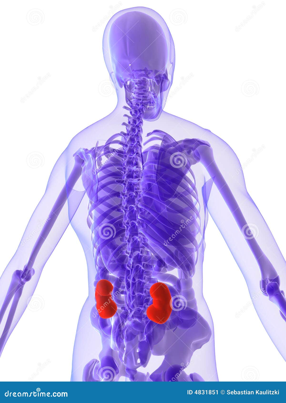3d anatomia - reni illustrazione di stock. Immagine di infiammazione ...