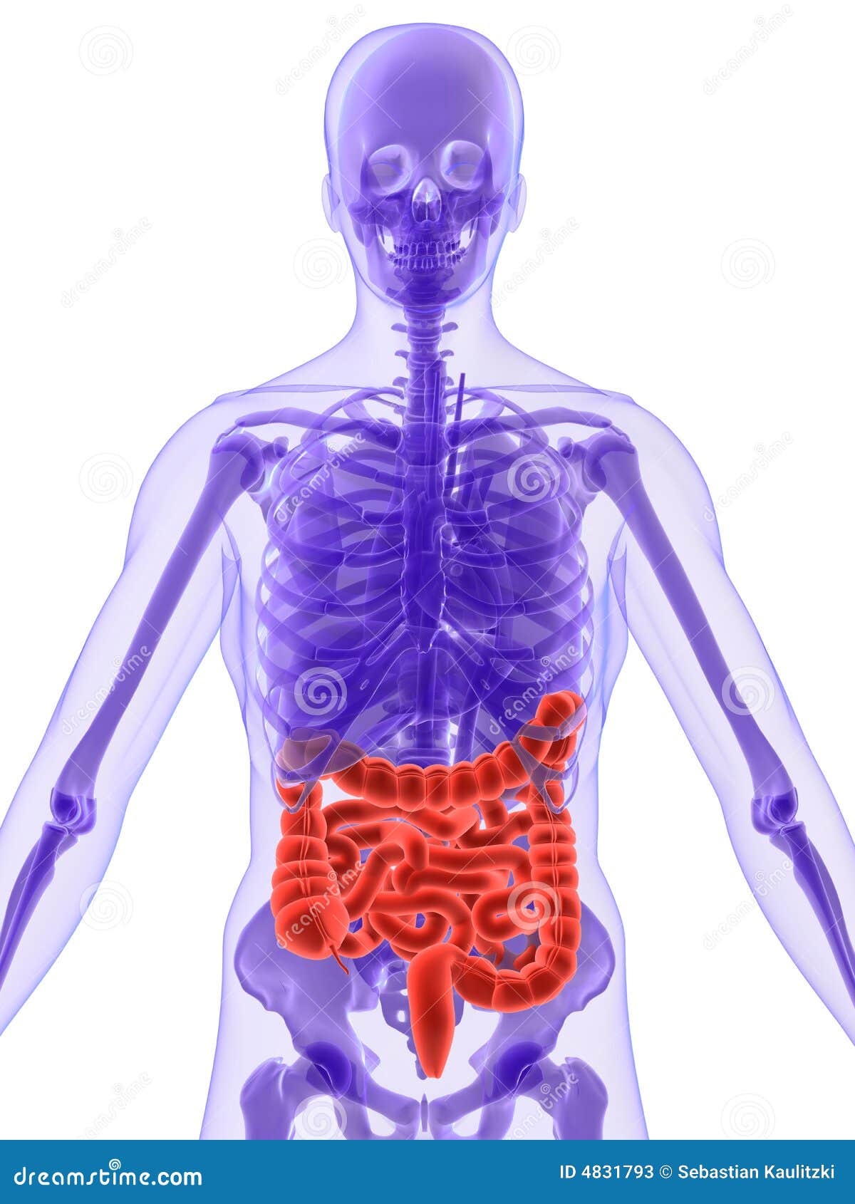 3d anatomie - darmen stock illustratie. Illustration of zorg - 4831793