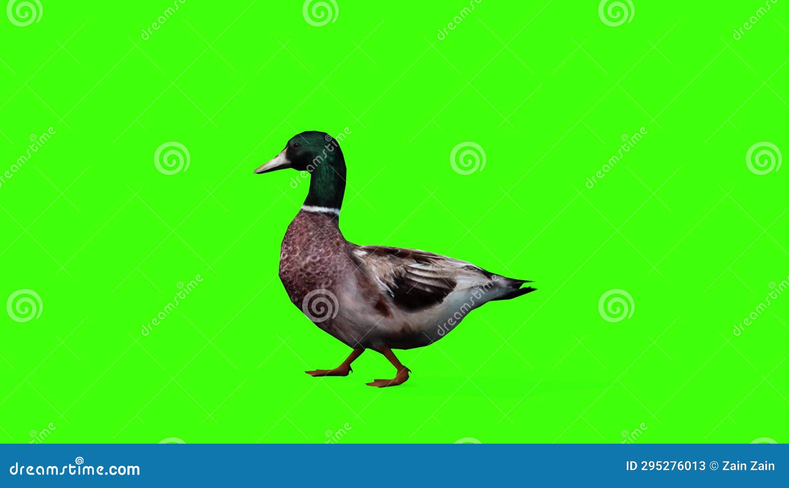 3D Duck Bird Walking Loop Render on Chroma Key with Cycle View. Stock ...