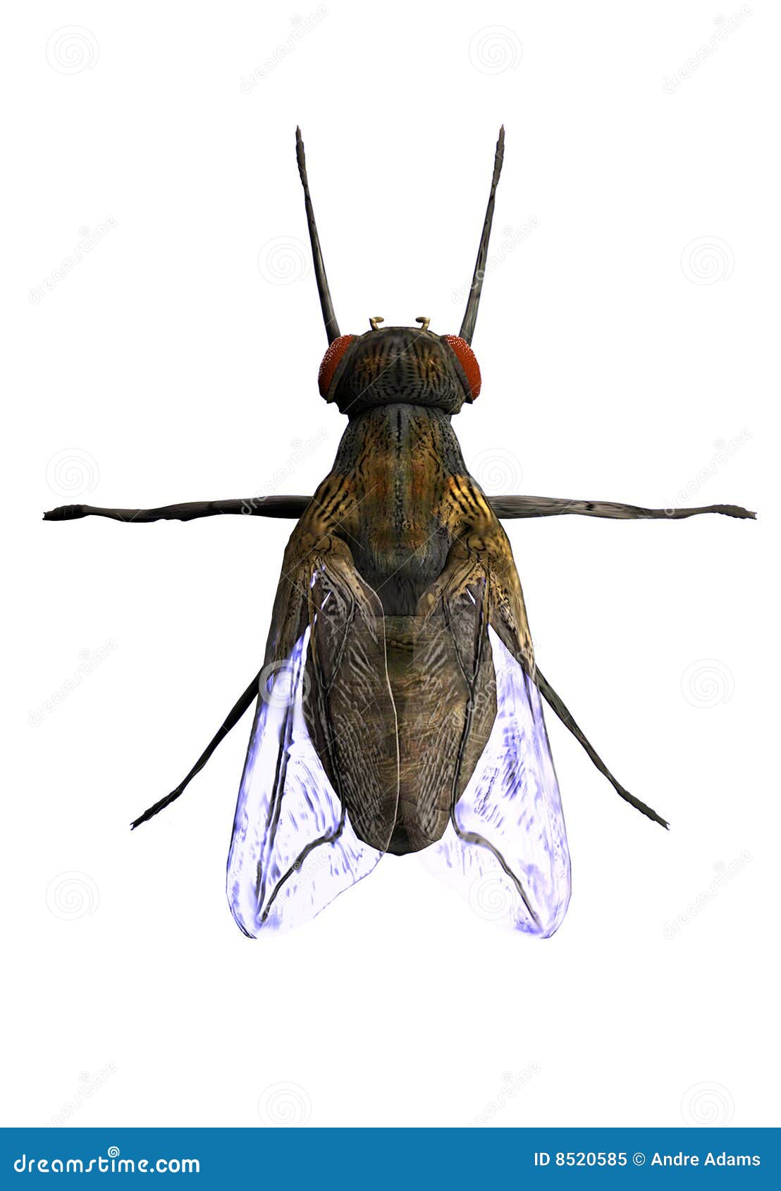 3D house fly stock illustration. Illustration of buzz - 8520585