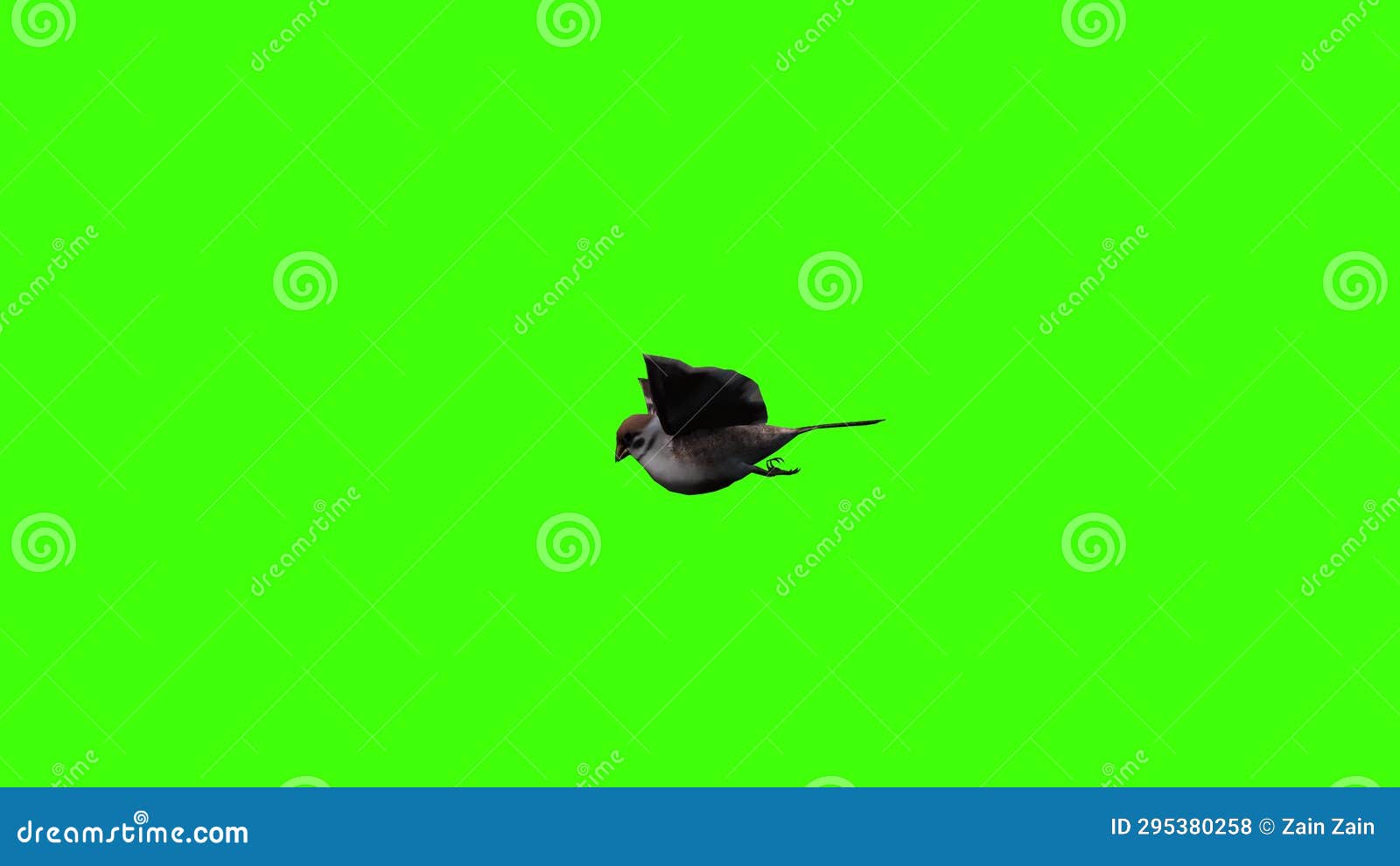 3D House Sparrow Bird Flying, Gliding Loop with Cycle View on Chroma ...
