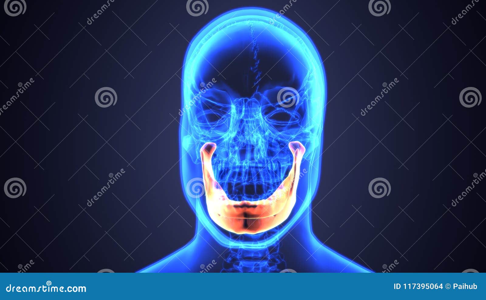 Mandible Part Stock Illustrations – 126 Mandible Part Stock ...