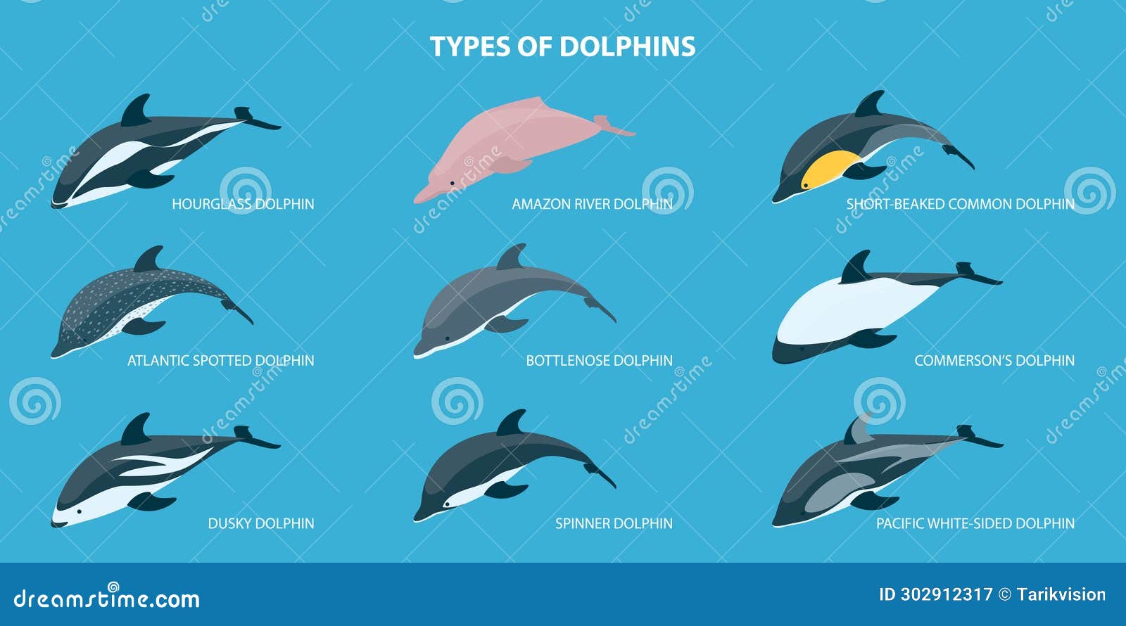 3D Isometric Flat Vector Set of Types of Dolphins Stock Illustration ...