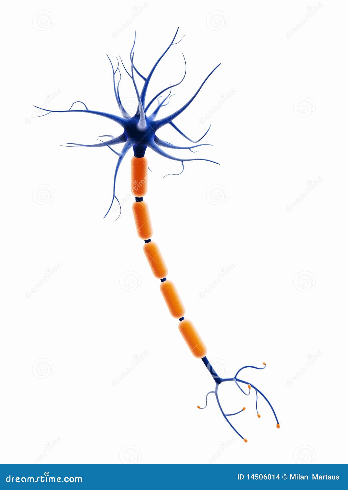 Neuron 3d Neuron Download Free 3D Model By Versal (@versal)
