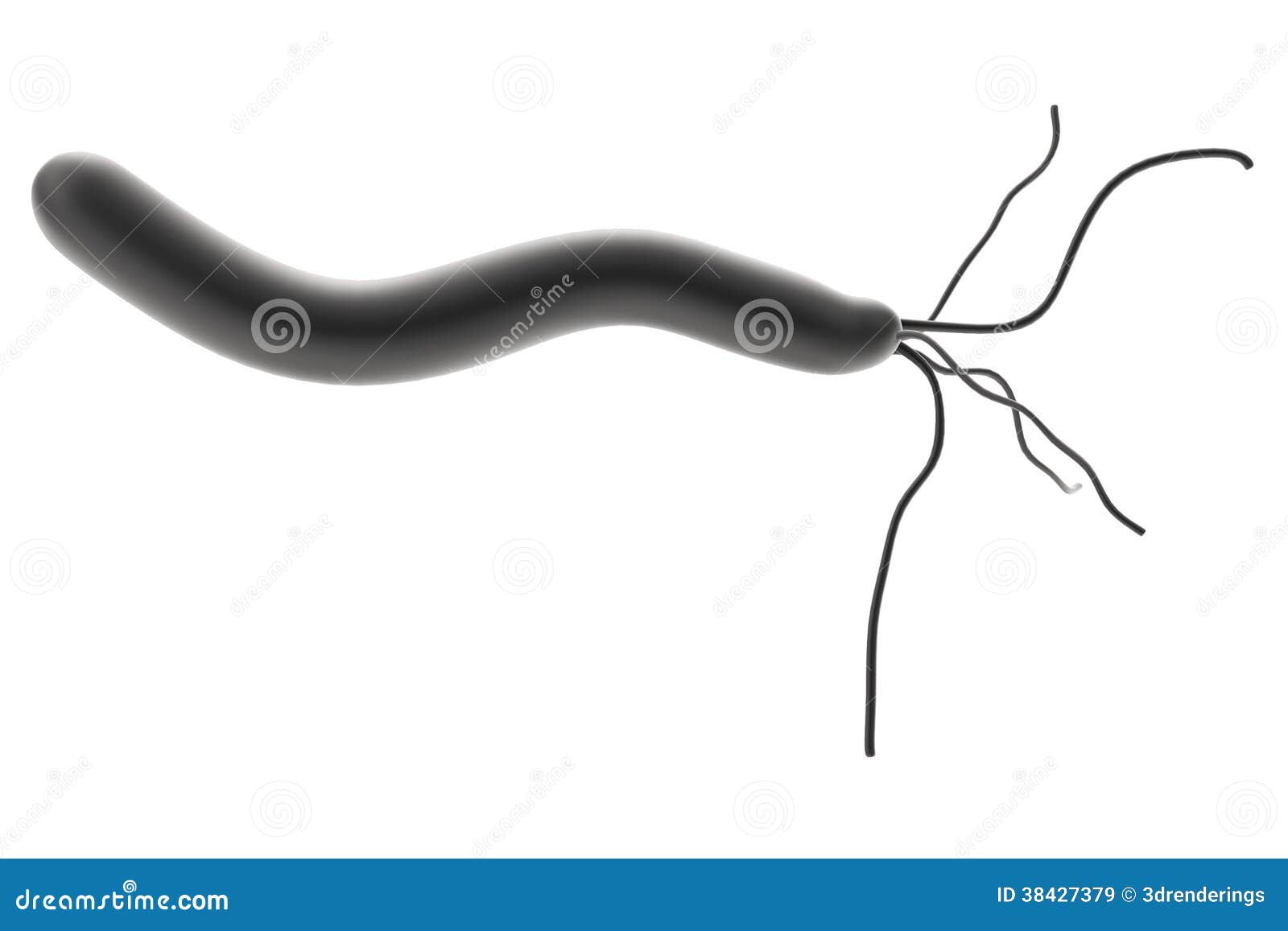 3d Render of Helicobacter Pylori Stock Illustration - Illustration of ...