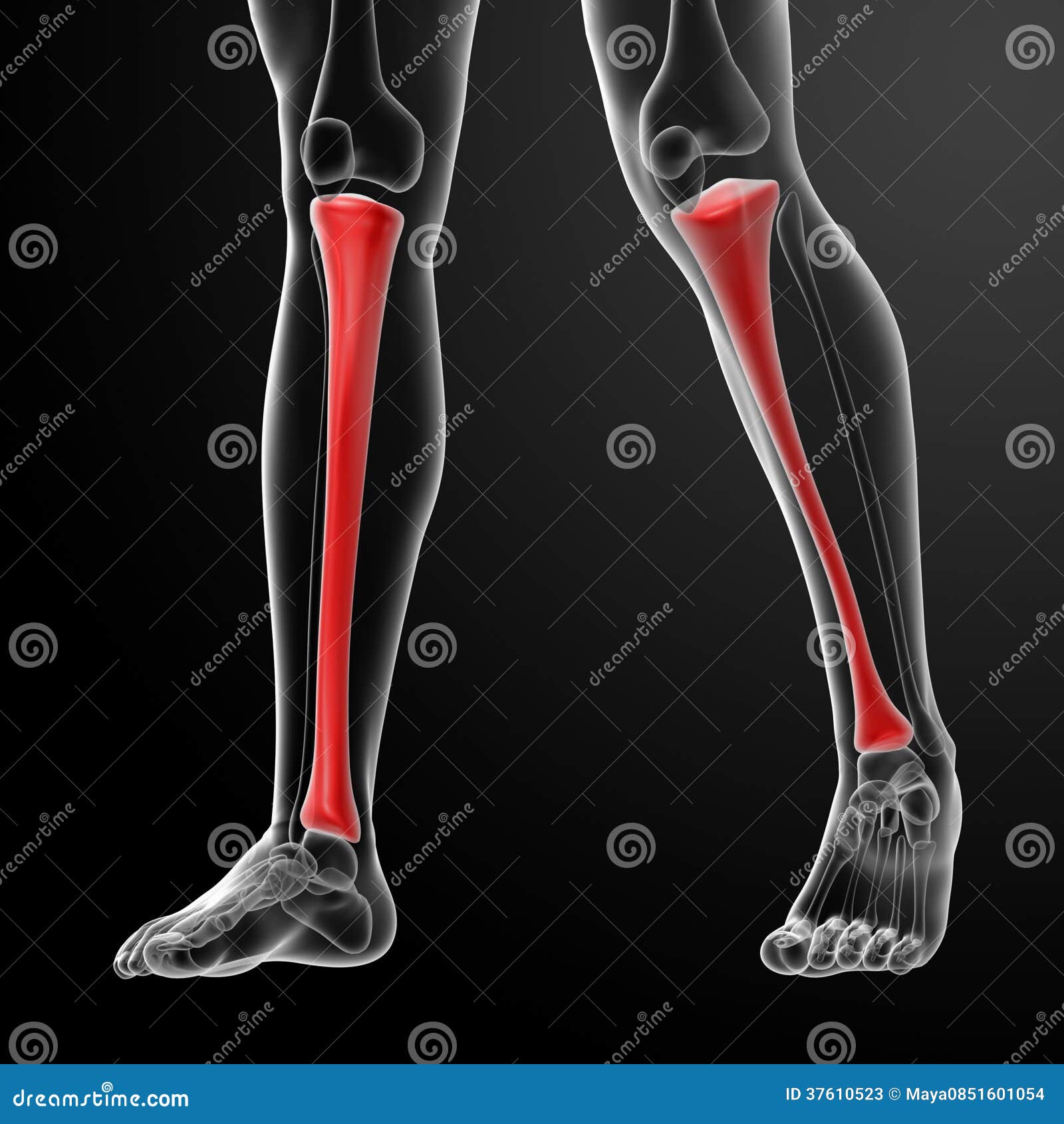 3D Illustration Of Tibia - Part Of Human Skeleton. Stock Image ...