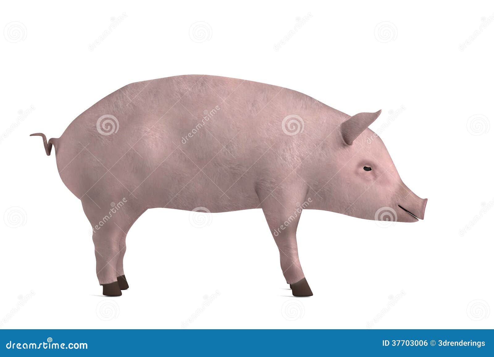 3d render of pig stock illustration. Illustration of render - 37703006