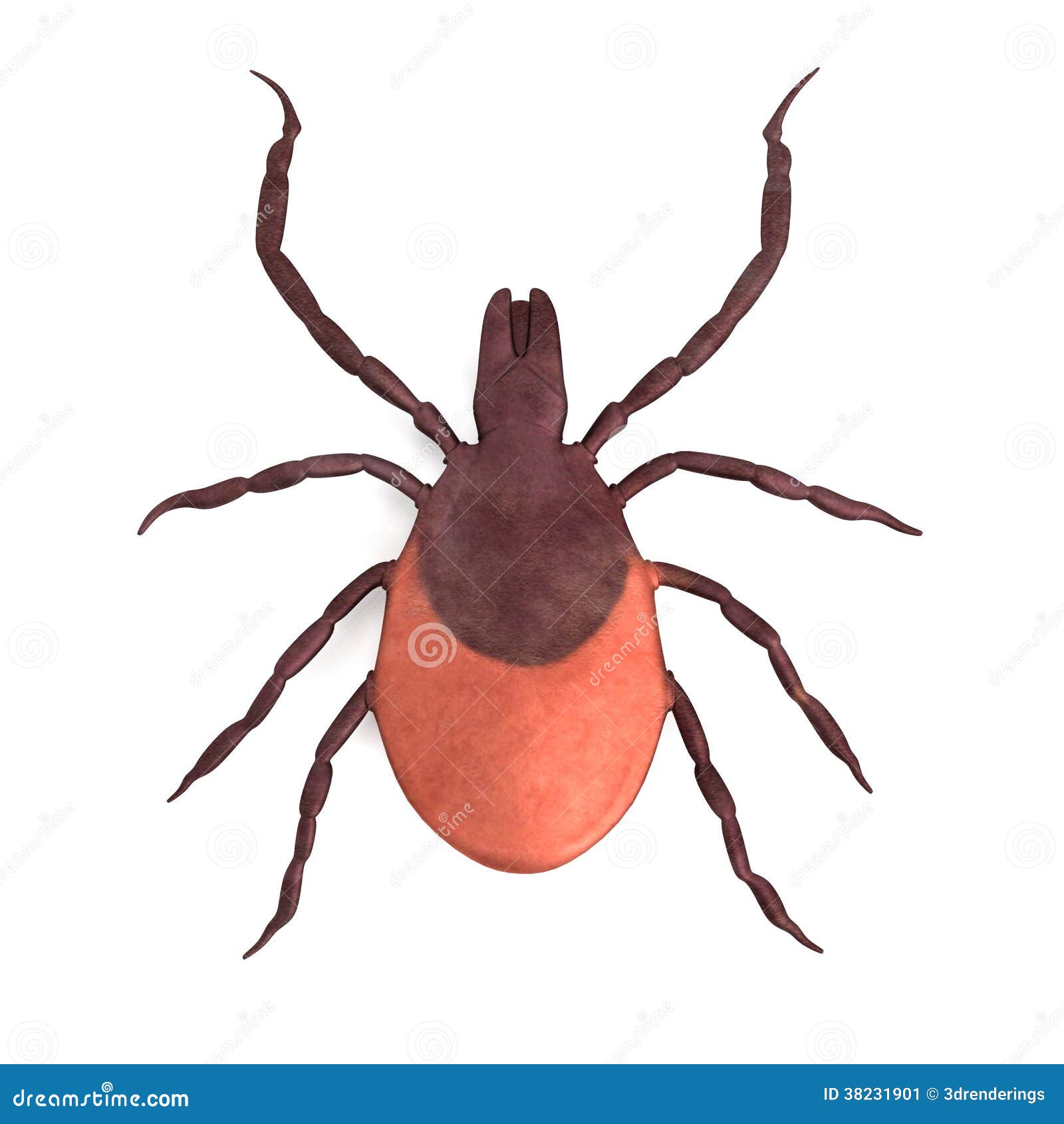 3d render of tick nymph stock illustration. Illustration of parasite ...