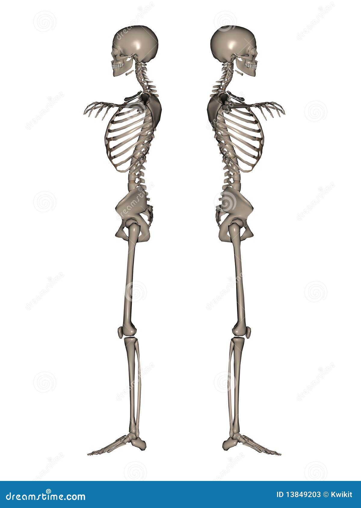 Female Human Skeleton Side View