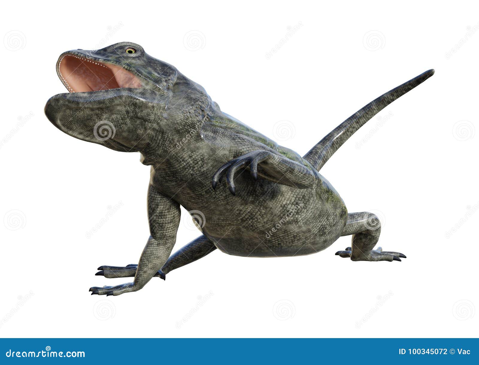 Lizard Chuckwalla Stock Illustrations – 12 Lizard Chuckwalla Stock ...