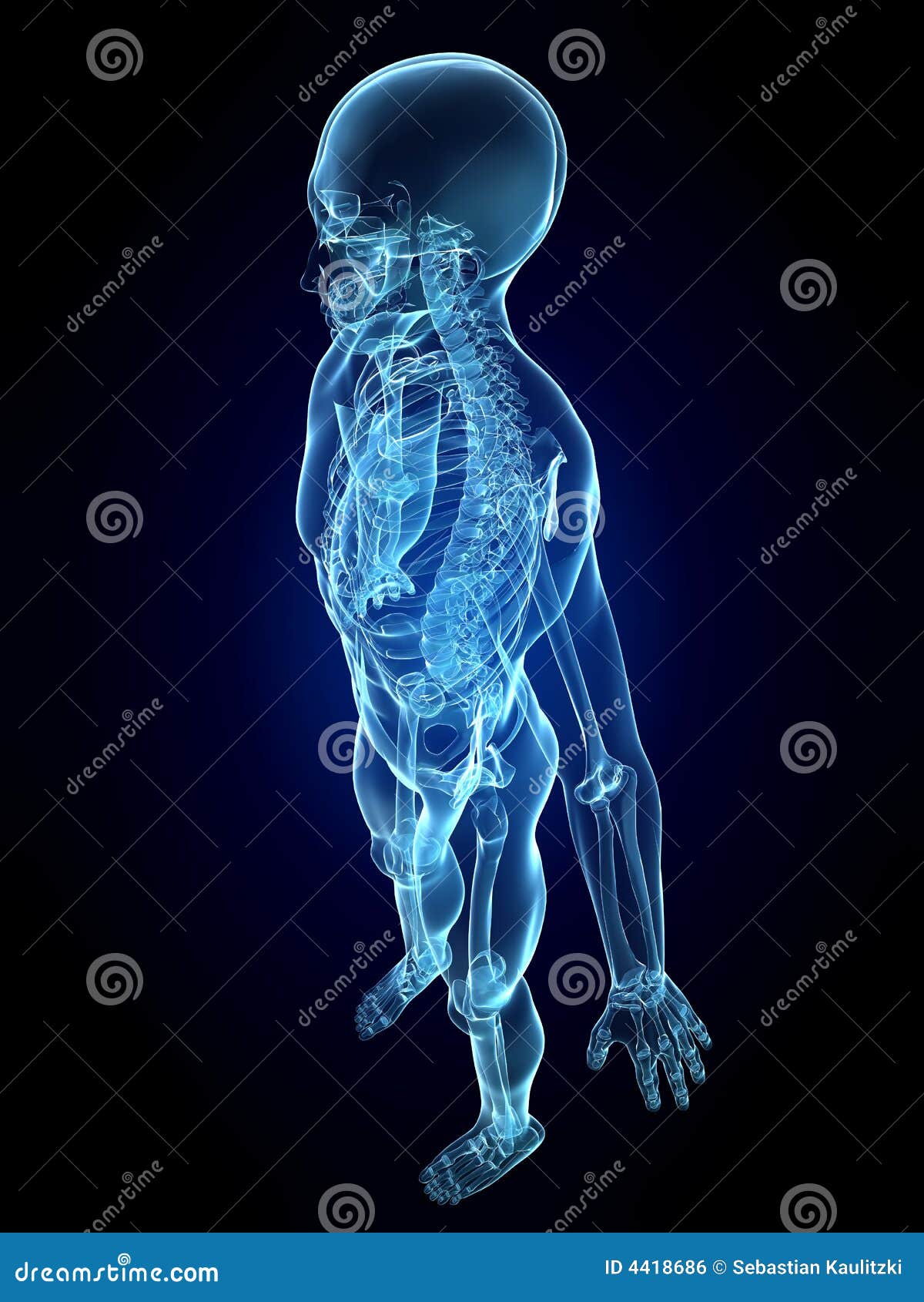 3d skeleton stock illustration. Illustration of backbone - 4418686