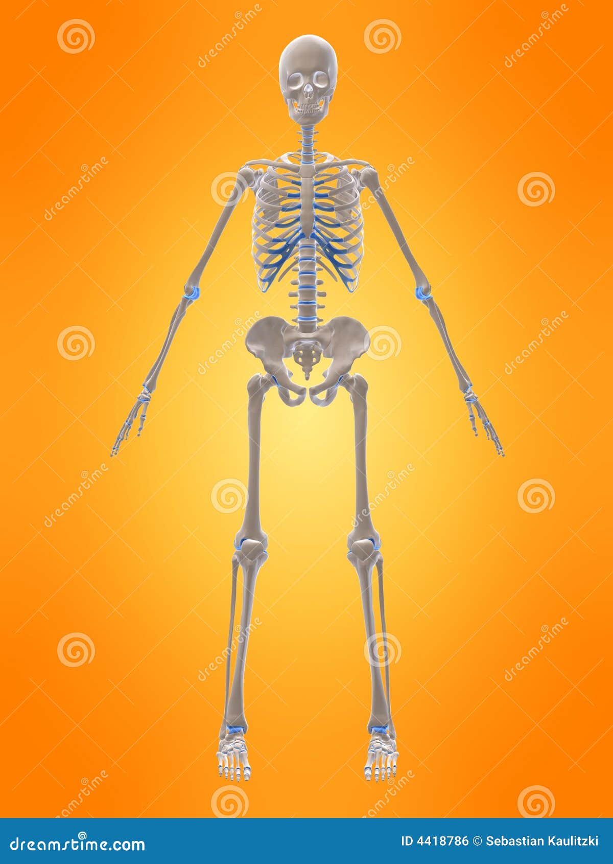 3d skeleton stock illustration. Illustration of bones - 4418786