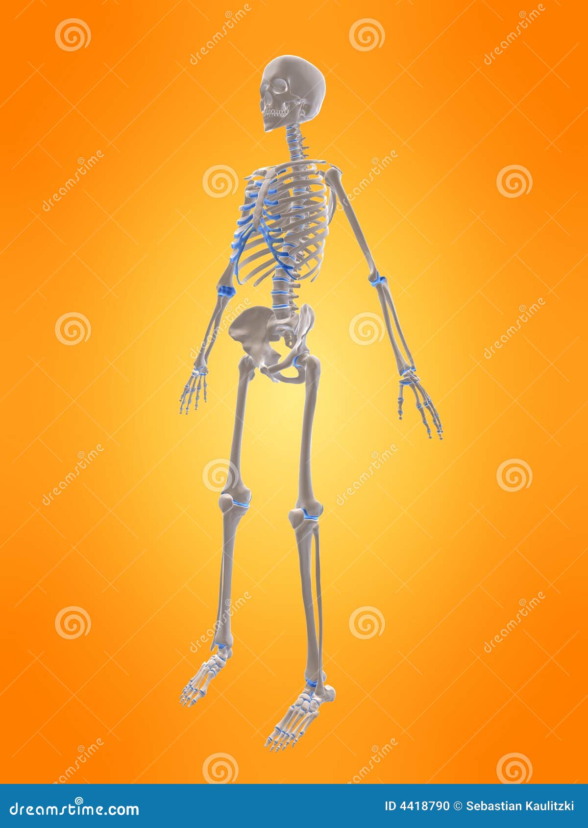 3d skeleton stock illustration. Illustration of skull - 4418790