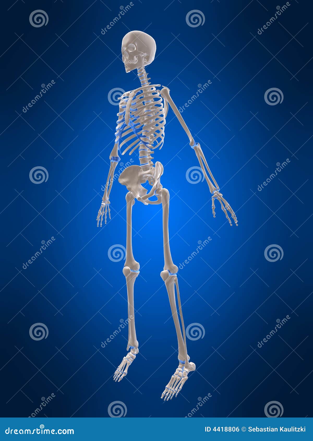 3d skeleton stock illustration. Illustration of osteoporosis - 4418806