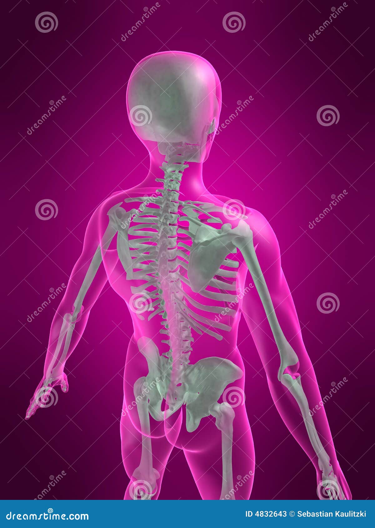 Human Anatomy Back Skeleton