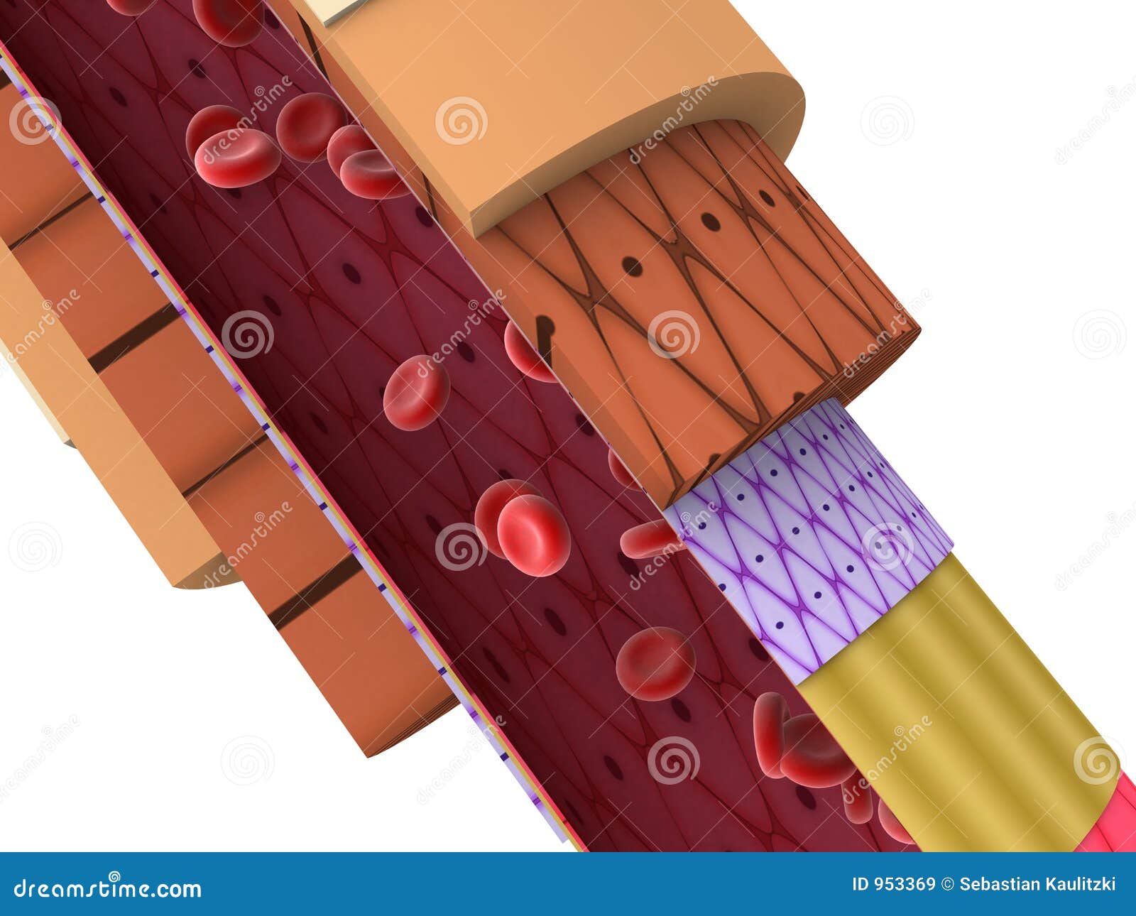 3d slagader stock illustratie. Illustration of organen - 953369