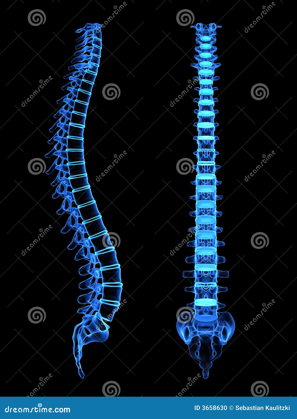 3d spine stock illustration. Illustration of medical, isolated - 3658630