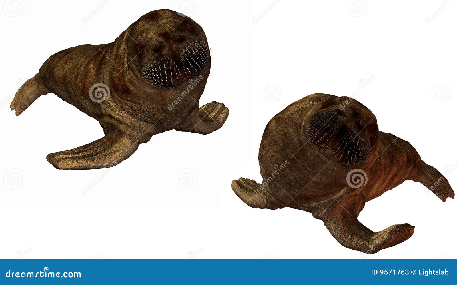 3D walrus stock illustration. Illustration of posing, life - 9571763