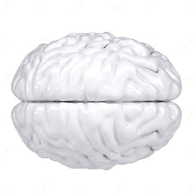 3d White Human Brain. View from Above Stock Illustration - Illustration ...