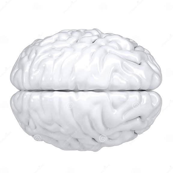 3d White Human Brain. View from Above Stock Illustration - Illustration ...