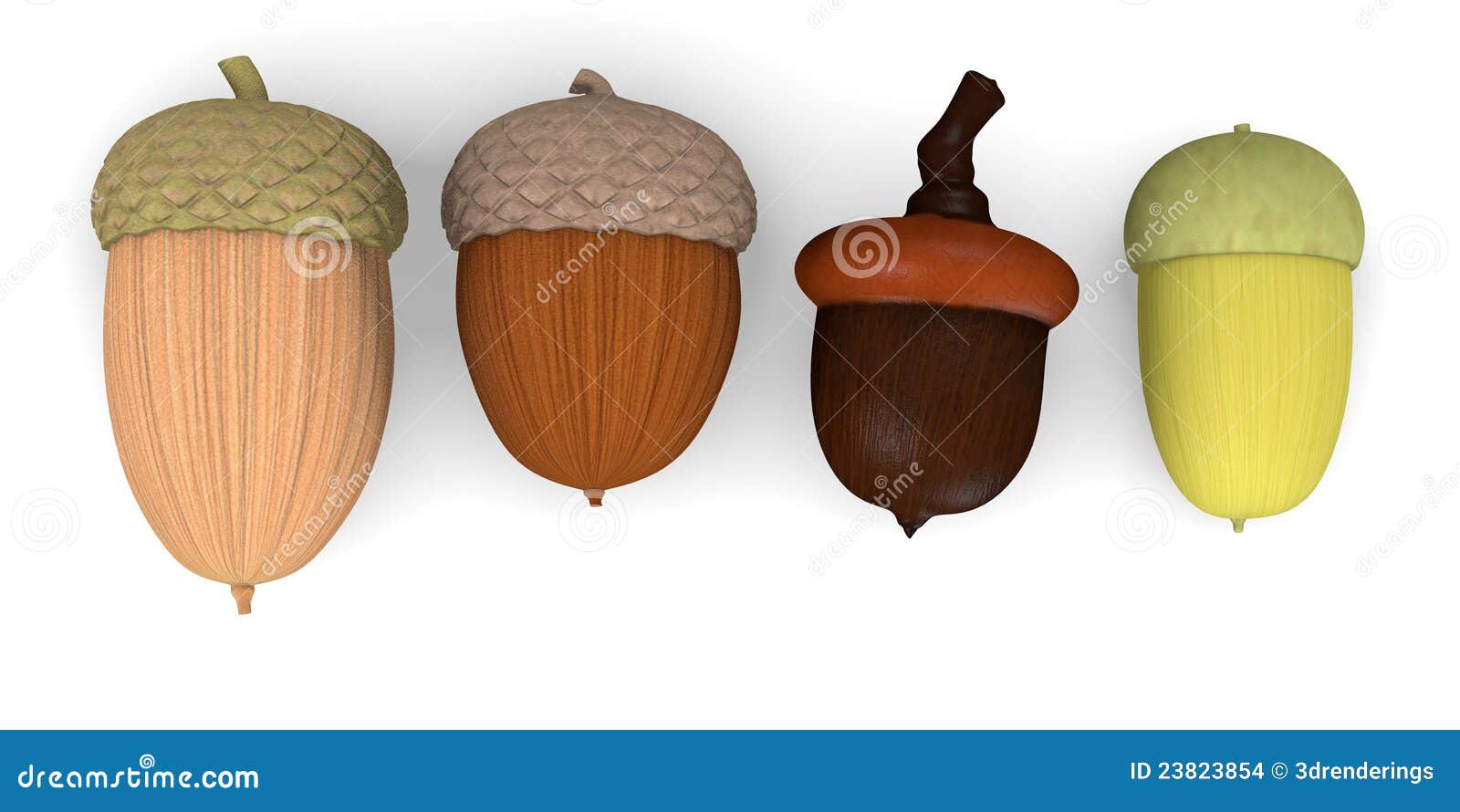 4 acorns stock illustration. Illustration of forrest - 23823854