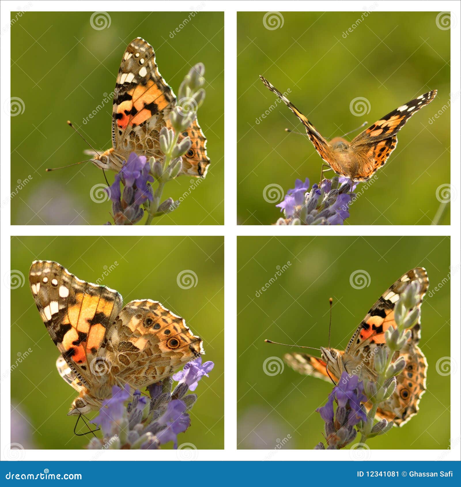 4_butterflies_01 stock image. Image of butterflies, insect - 12341081