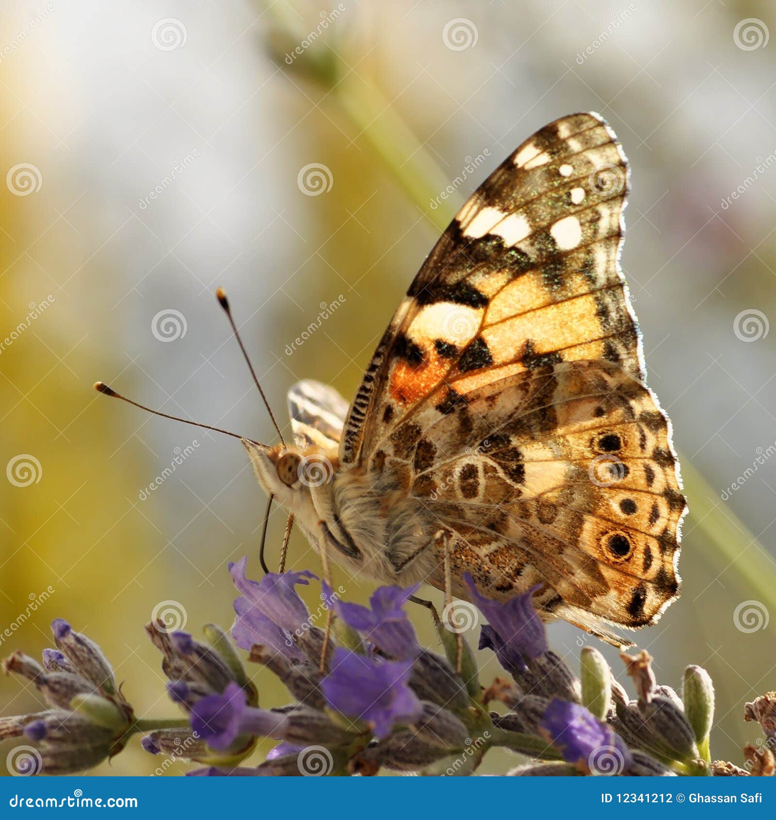 4_butterflies_01 stock photo. Image of wing, colours - 12341212