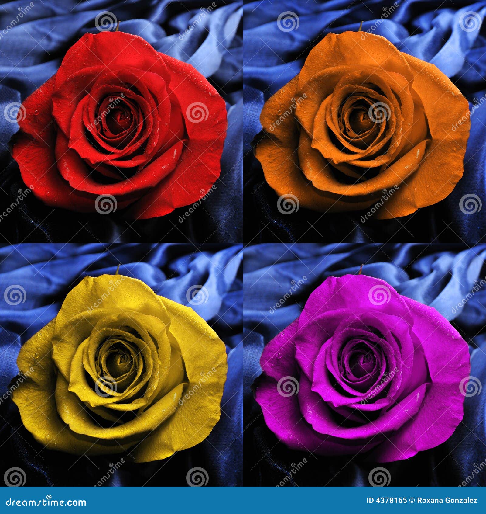 Row With Colorful Roses Stock Image | CartoonDealer.com #11712985