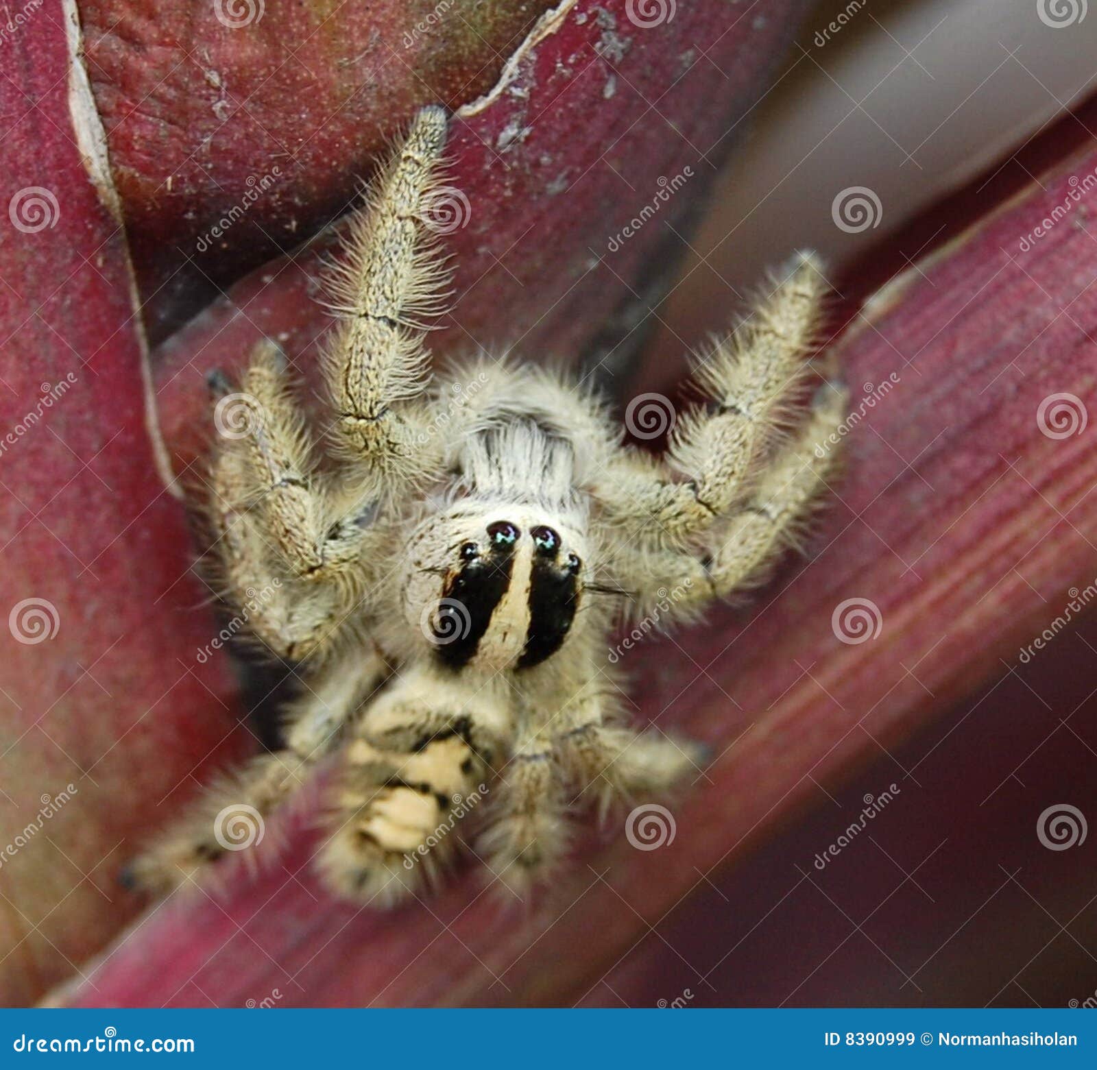 4 Eyes Spider stock image. Image of spider, laba, micro - 8390999