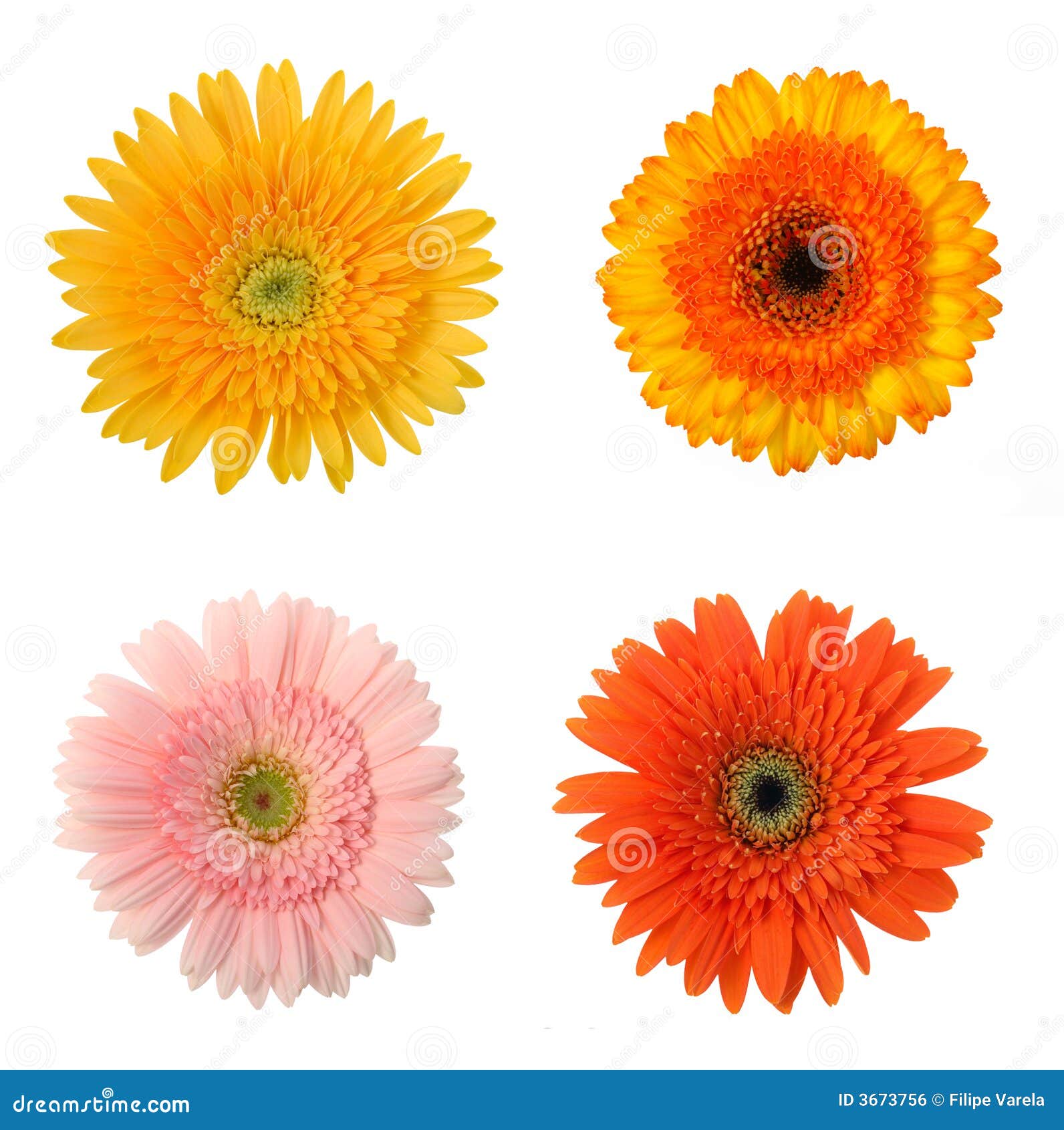 4 flowers stock photo. Image of close, blossom, isolated - 3673756