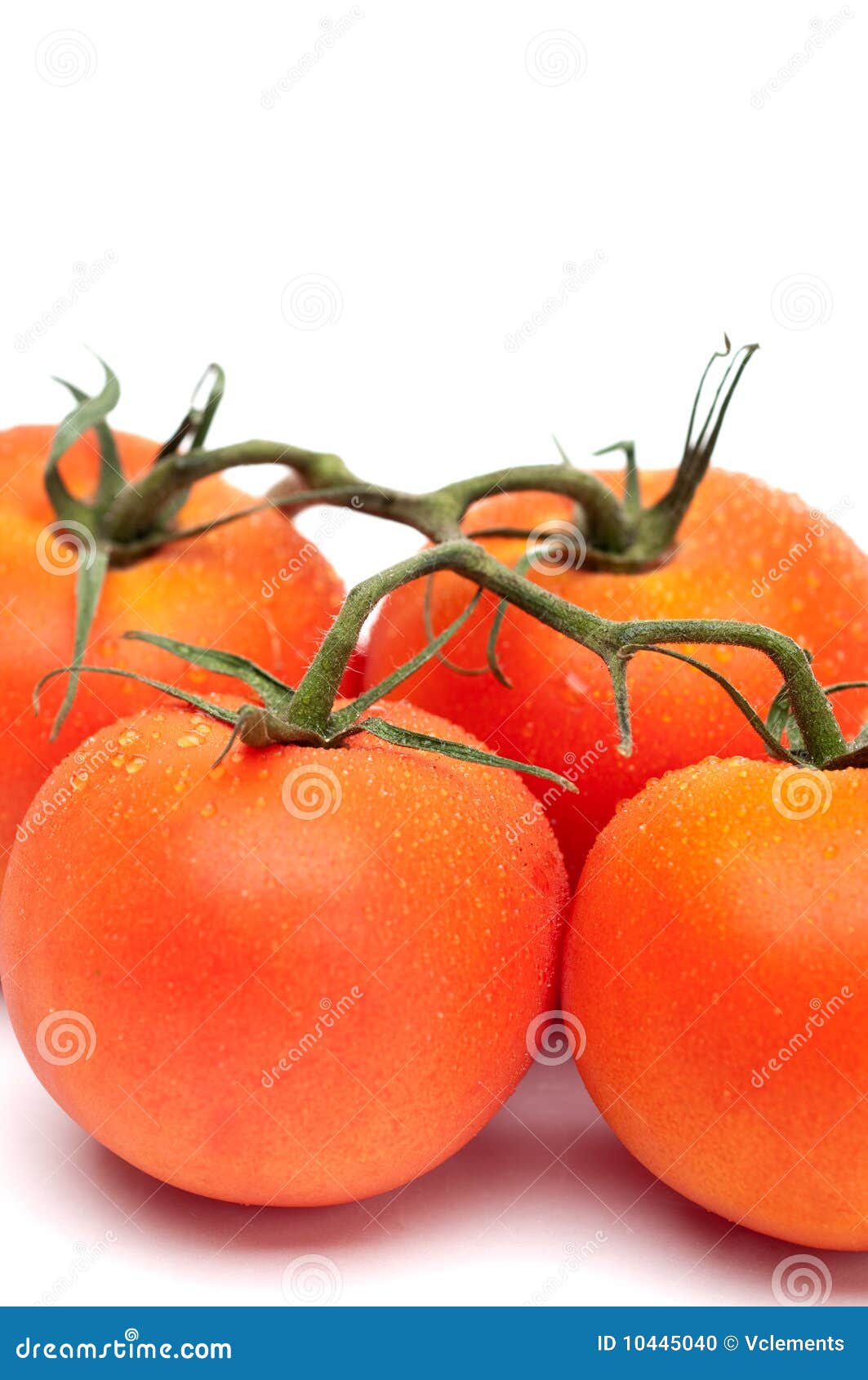 4 fresh ripe tomatoes stock photo. Image of four, droplet - 10445040