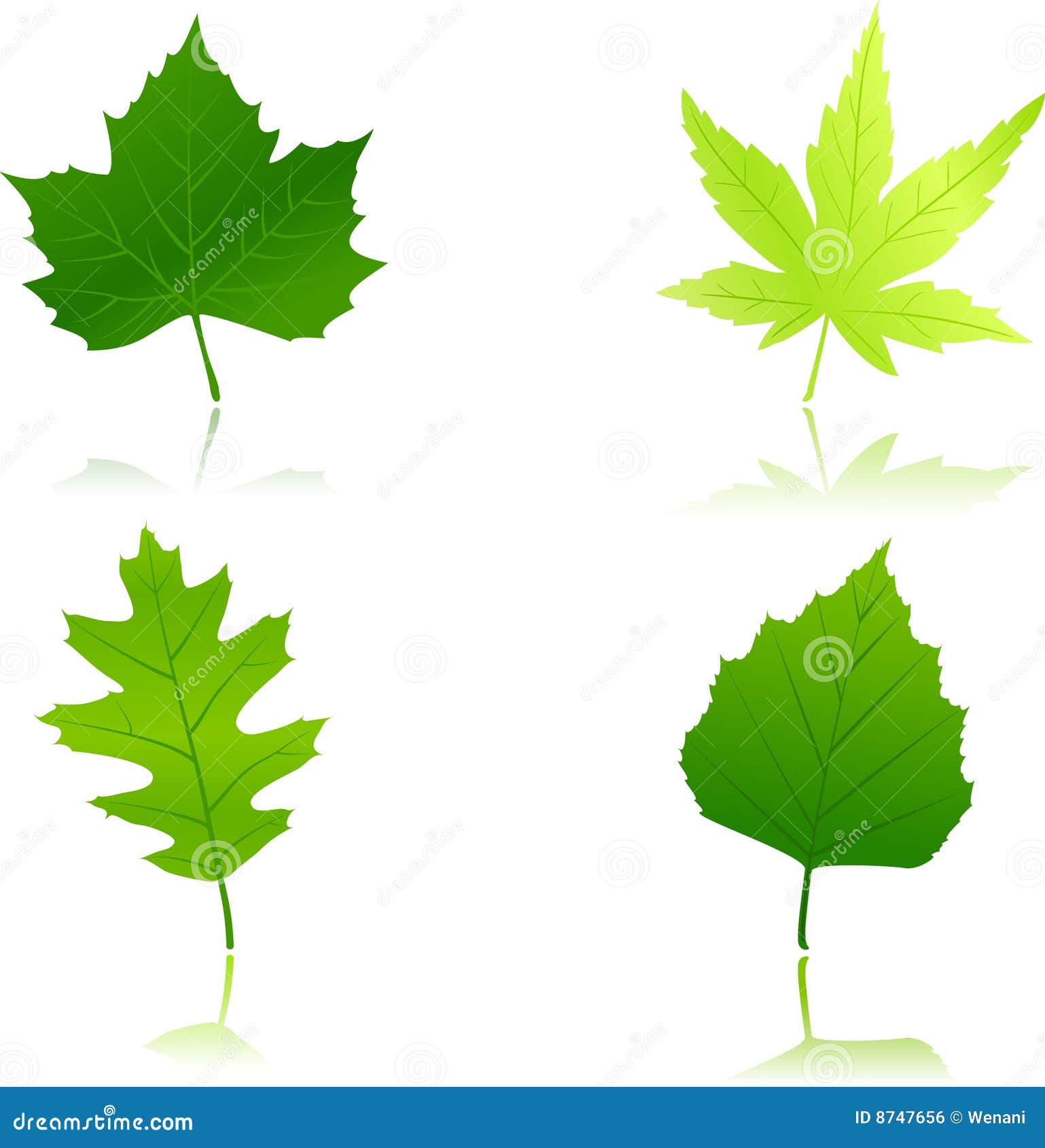 4 green spring leaves stock vector. Illustration of greenery - 8747656