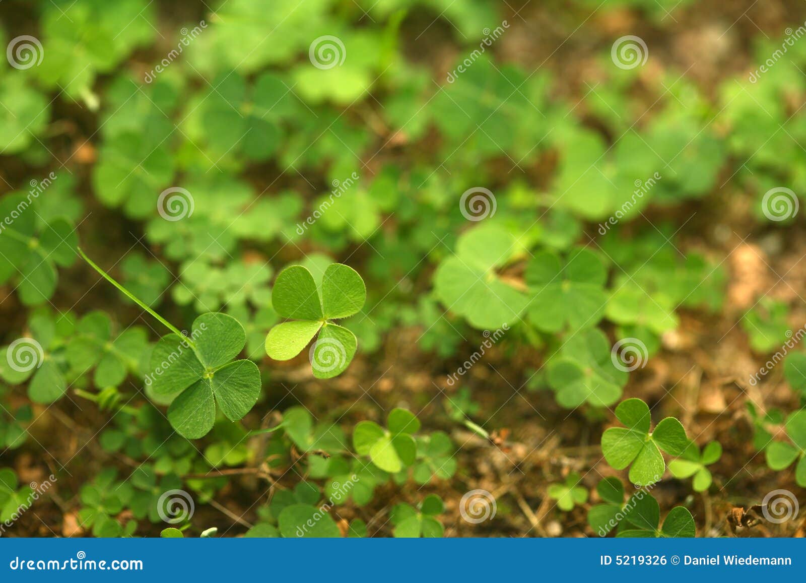 4 Leaf-Clover Forest stock photo. Image of superstition - 5219326